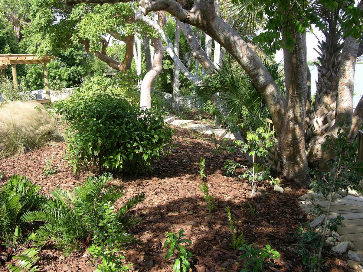 Coontie-Zamia pumila bareroot – Florida Native Wildflowers - Maple ...