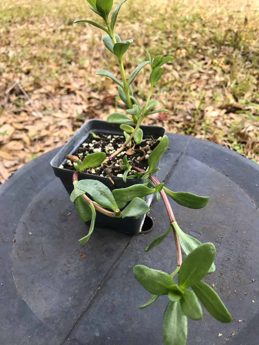 Beach Elder - Iva imbricata 4” pot – Florida Native Wildflowers - Maple ...