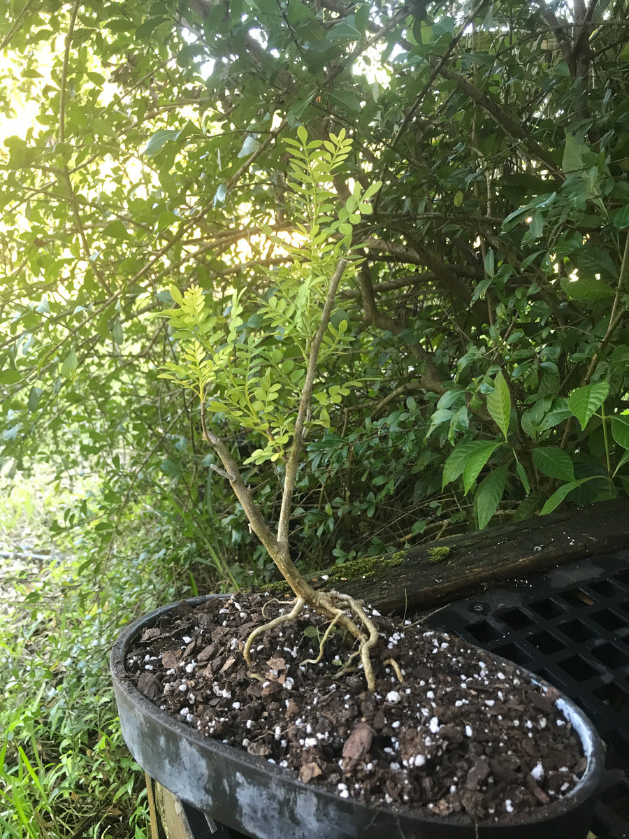 Wild Lime Tree 1 gallon – Florida Native Wildflowers - Maple Street Natives, Inc.