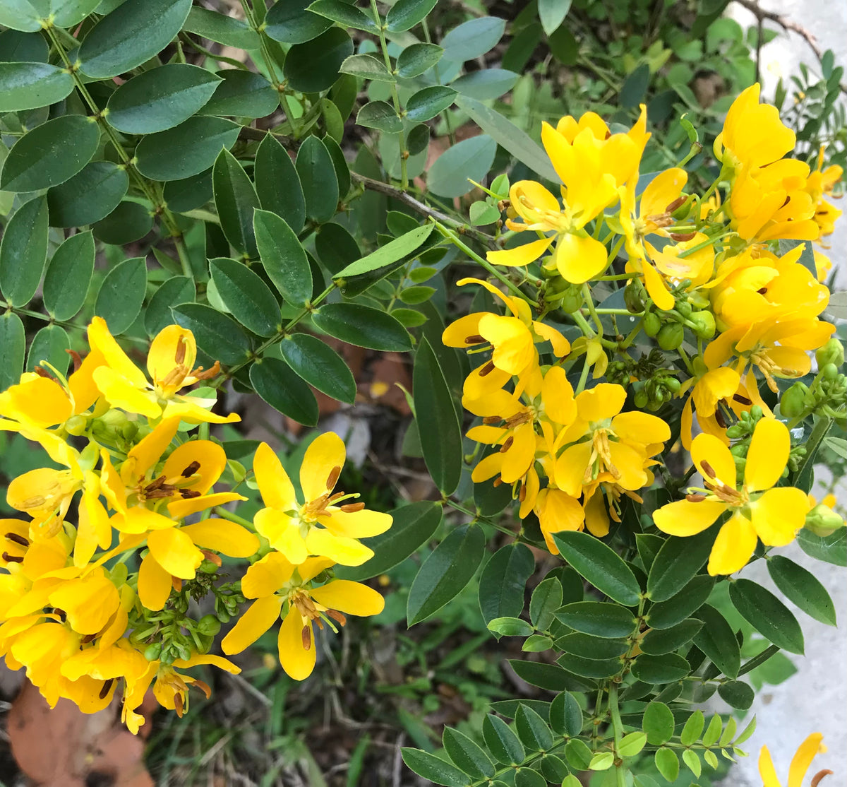 Bahama Cassia 4" Pot – Florida Native Wildflowers - Maple Street ...