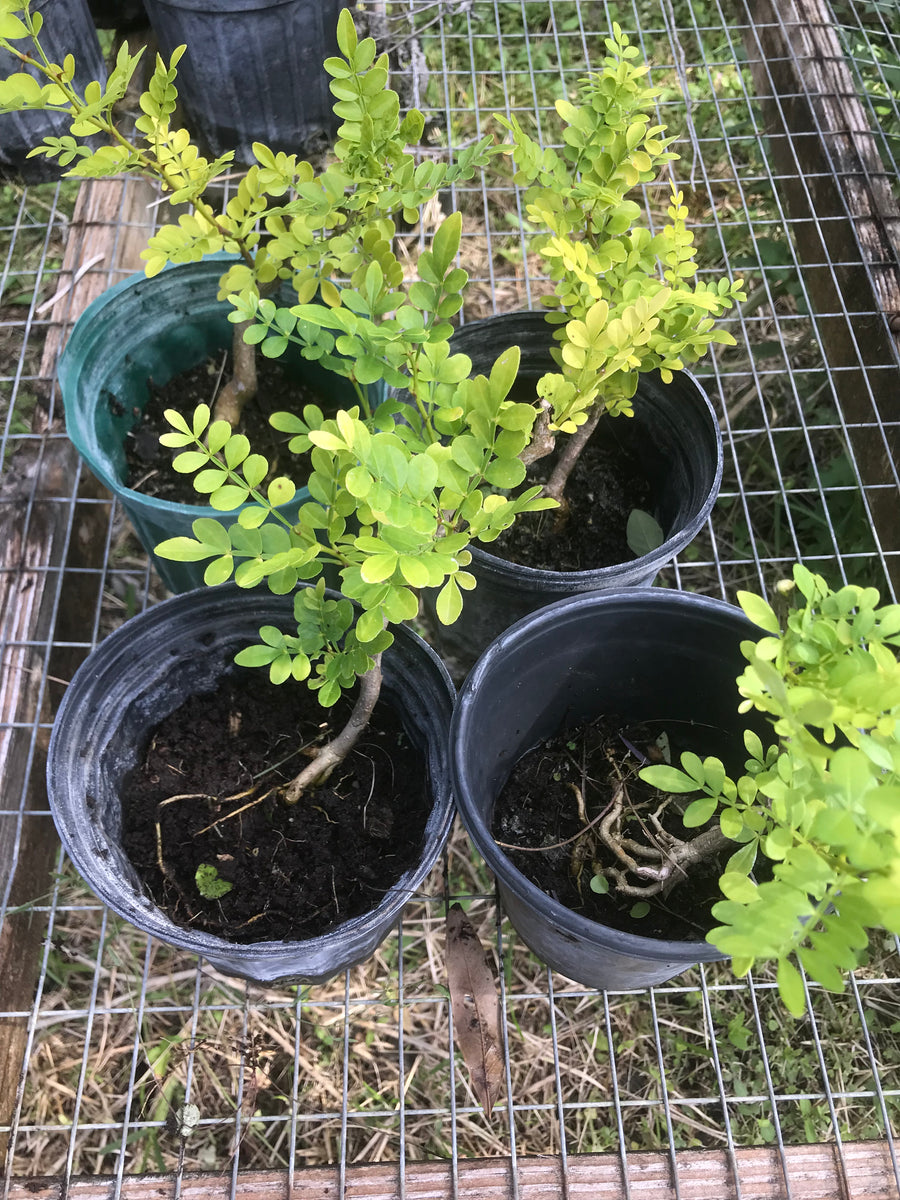 Wild Lime Tree 1 gallon – Florida Native Wildflowers - Maple Street ...