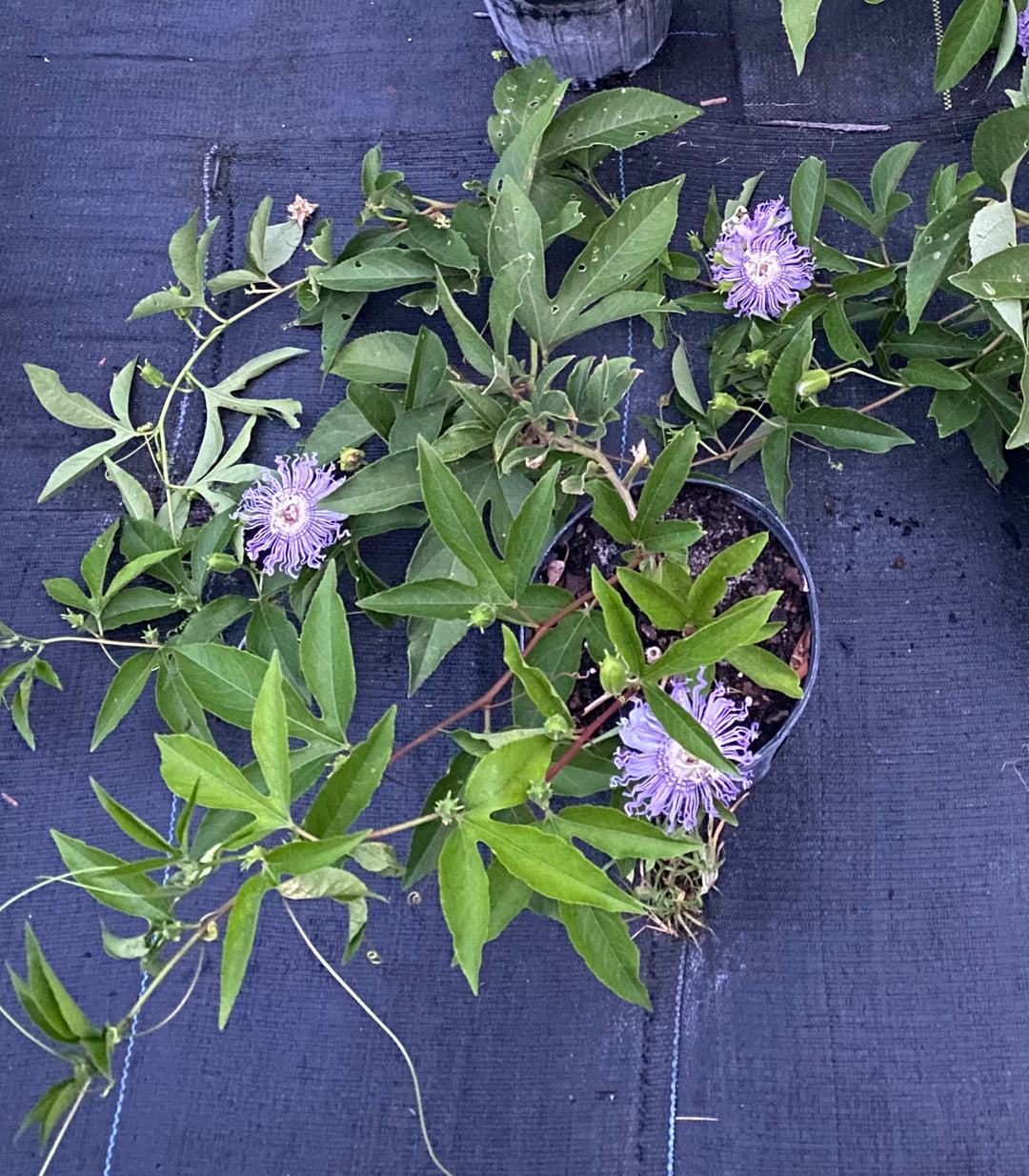 Passion Flower- Passiflora incarnata 1 gallon – Florida Native ...