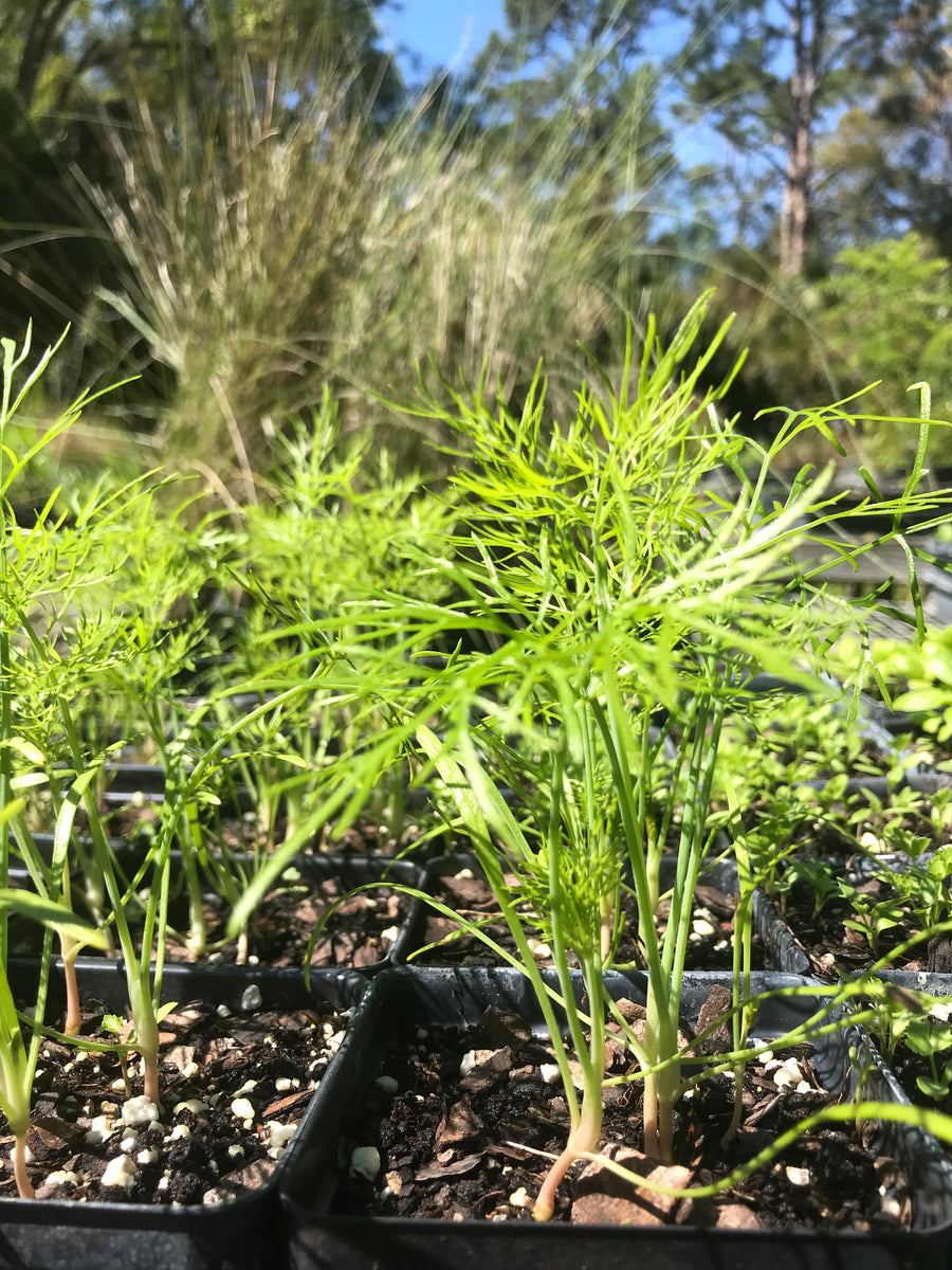 Fennel 4” Pot – Florida Native Wildflowers - Maple Street Natives, Inc.