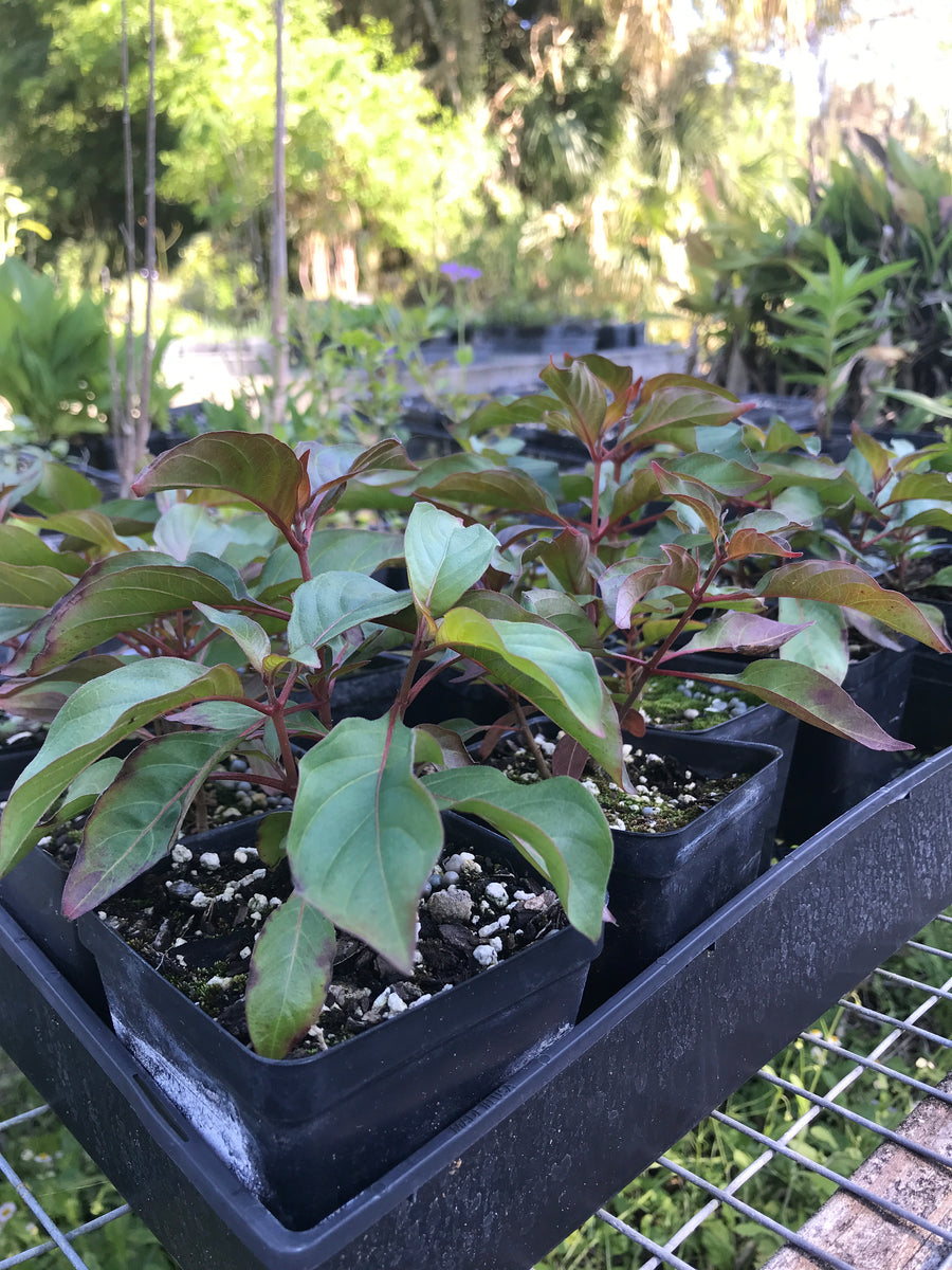 Firebush 4” Pot – Florida Native Wildflowers - Maple Street Natives, Inc.