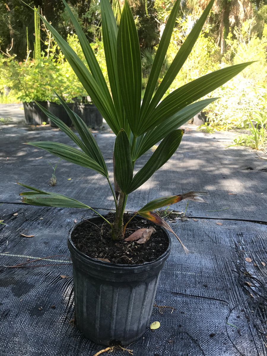 Florida Thatch Palm 1 gallon Pot – Florida Native Wildflowers - Maple ...