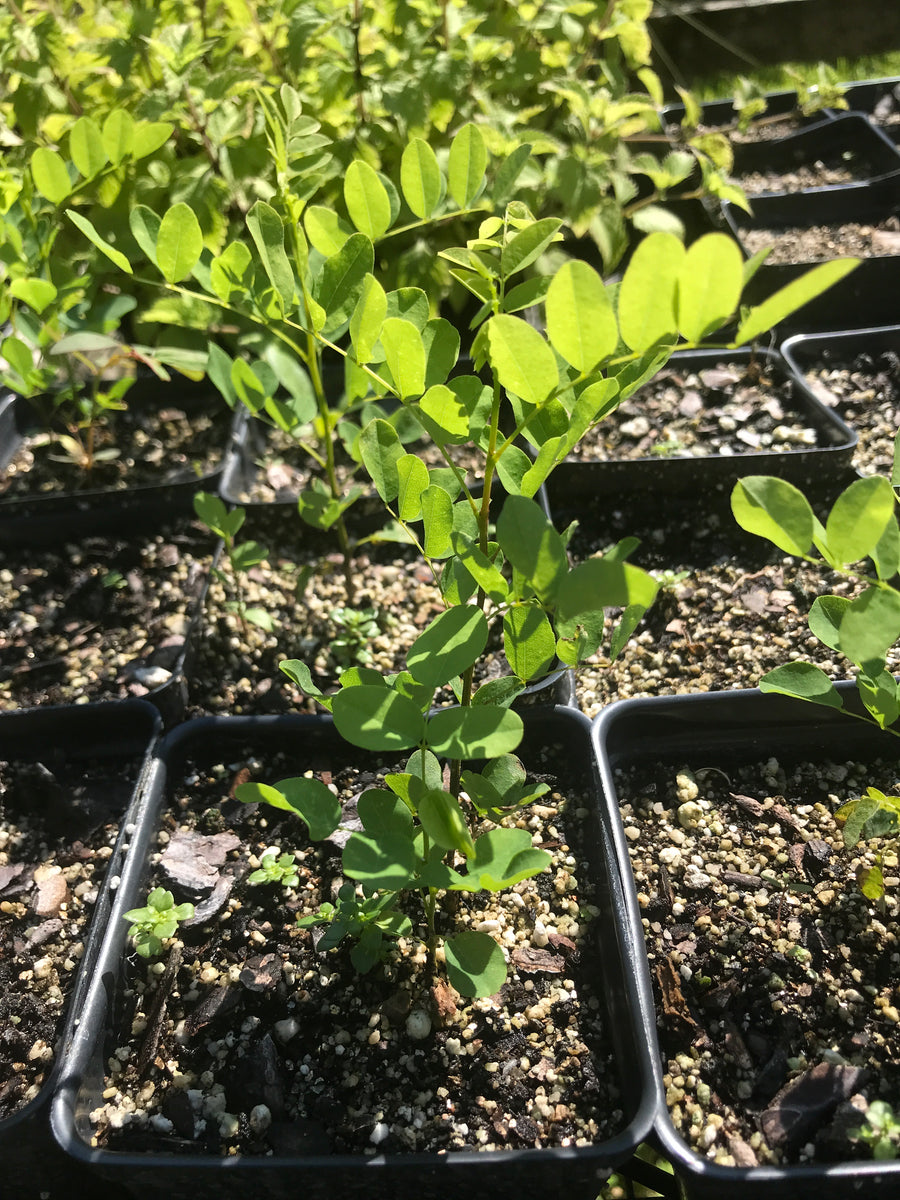 False Indigo 4" Pot – Florida Native Wildflowers - Maple Street Natives ...