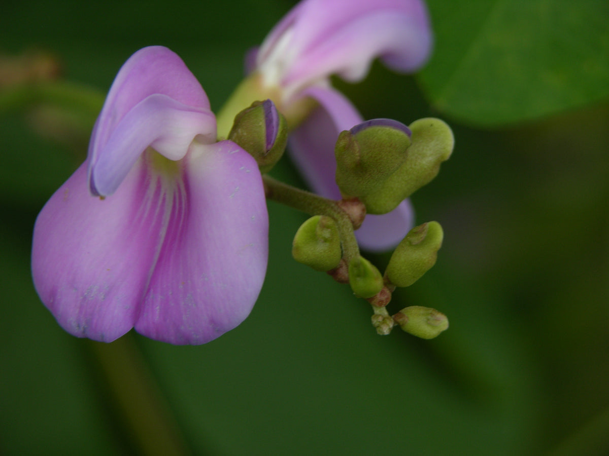 Beach Bean or Bay Bean 4” Pot – Florida Native Wildflowers - Maple ...