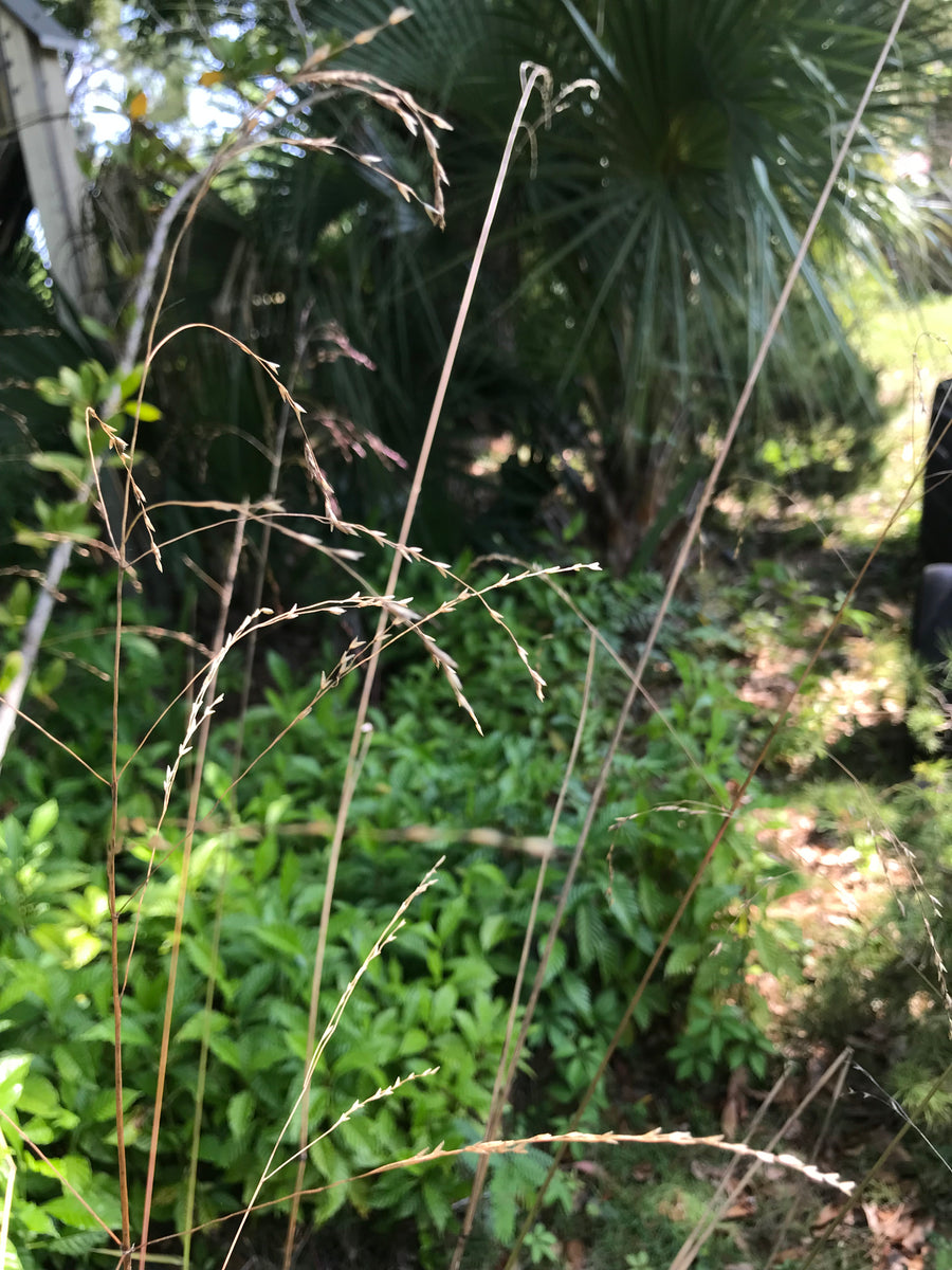 Purpletop grass 4” Pot – Florida Native Wildflowers - Maple Street ...