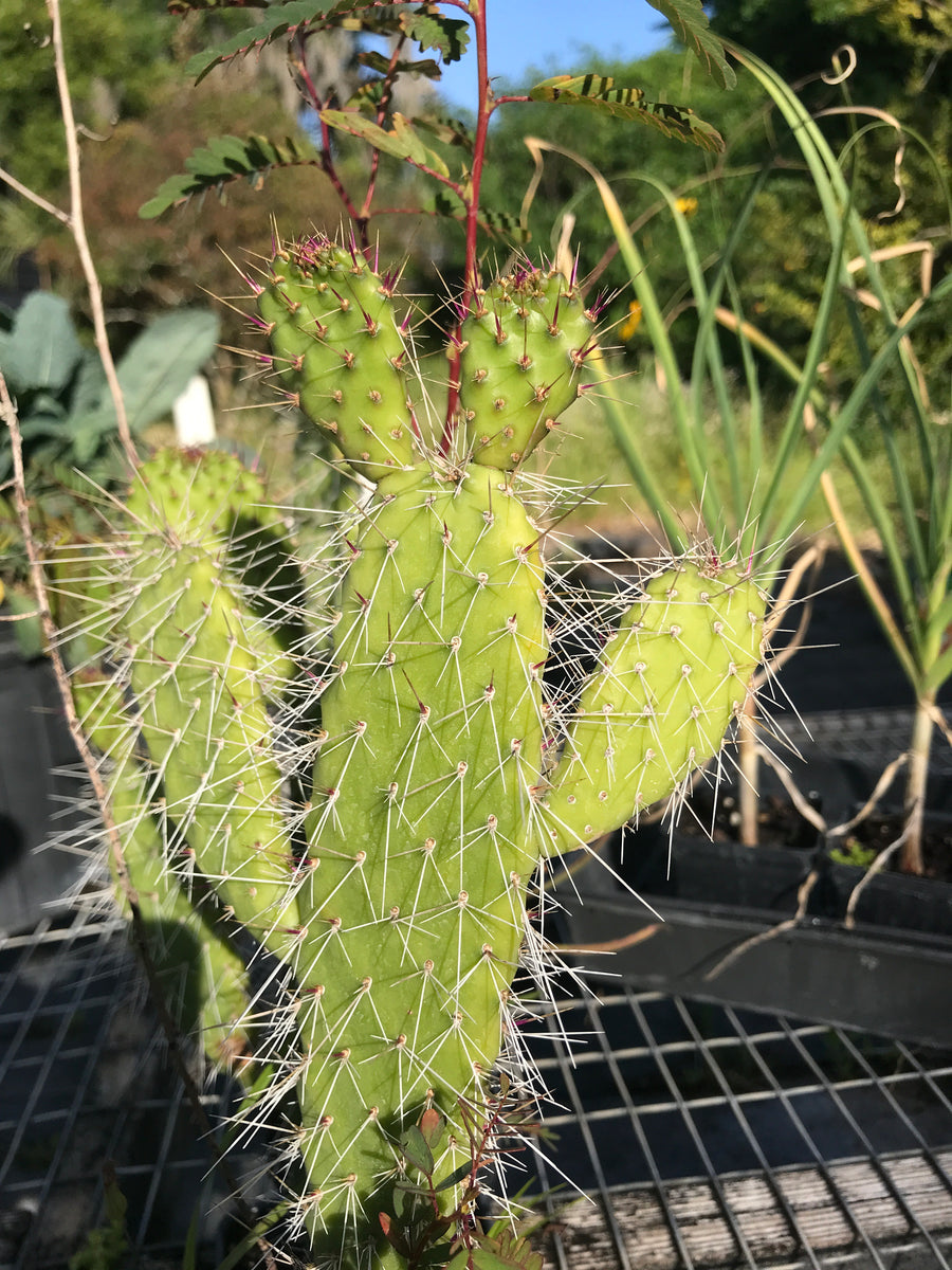 Semaphore cactus 4” Pot – Florida Native Wildflowers - Maple Street ...