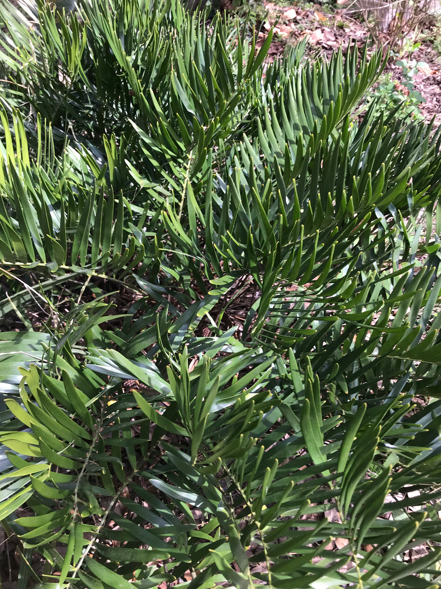 Coontie-Zamia pumila bareroot – Florida Native Wildflowers - Maple ...