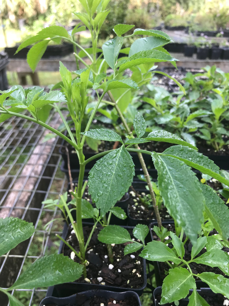 Elderberry - Sambucus canadensis 4”pot – Florida Native Wildflowers ...