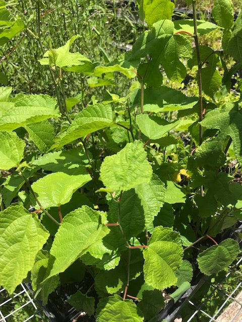 Red Mulberry 4" Pot – Florida Native Wildflowers - Maple Street Natives ...