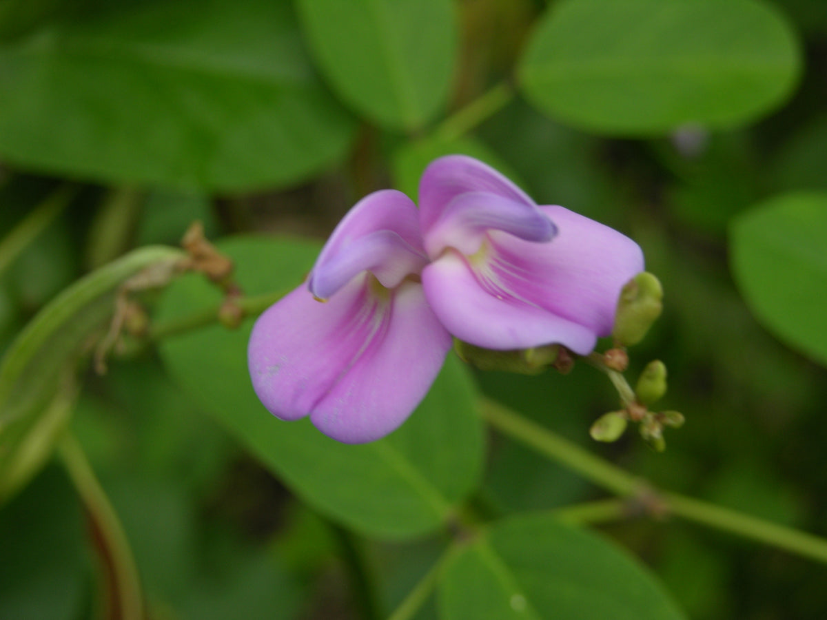 Beach Bean or Bay Bean 4” Pot – Florida Native Wildflowers - Maple ...