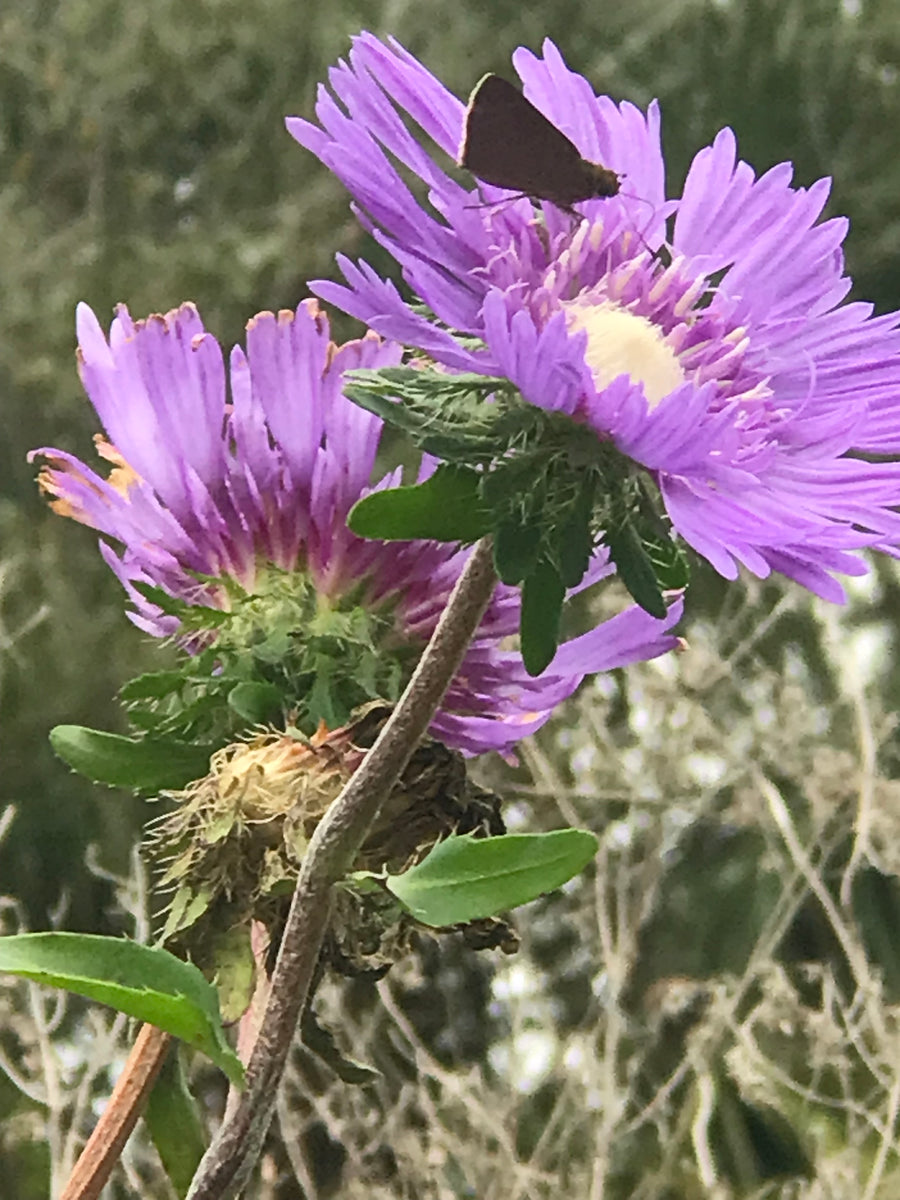 Stokes Aster 4” Pot – Florida Native Wildflowers - Maple Street Natives ...