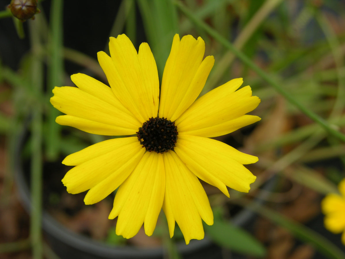 Coreopsis-Tickseeds 4” pot – Florida Native Wildflowers - Maple Street ...