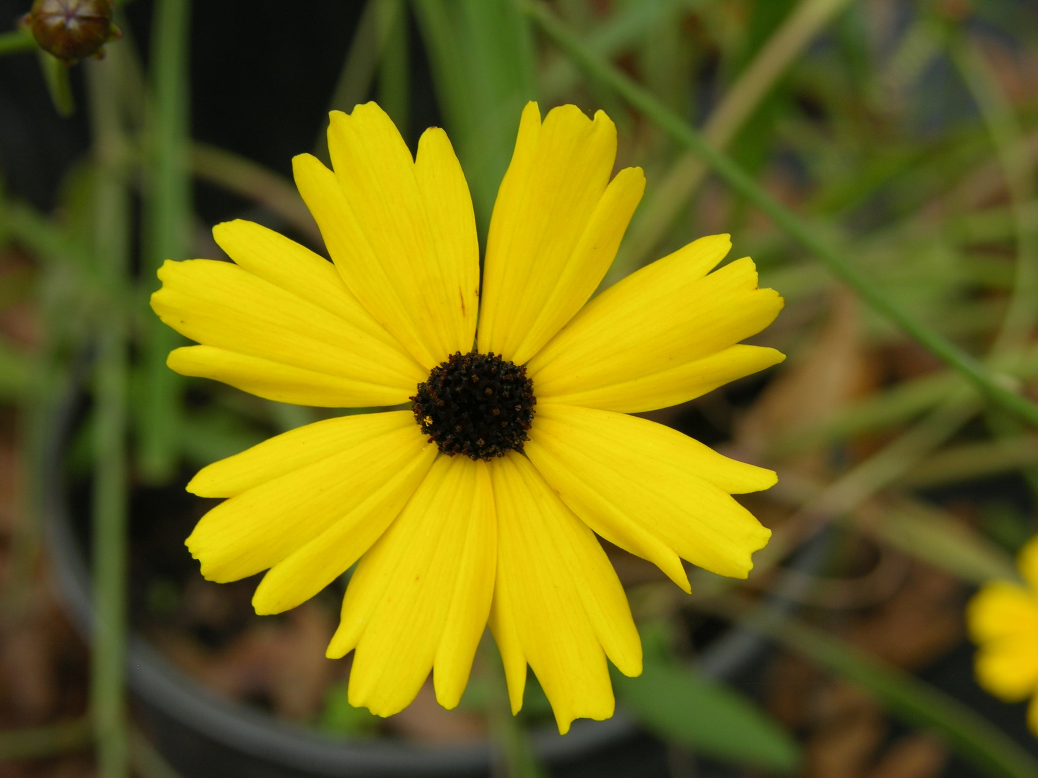 Coreopsis-Tickseeds 4” pot – Florida Native Wildflowers - Maple Street ...