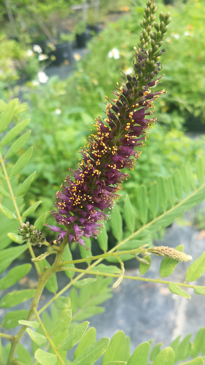 False Indigo 4" Pot – Florida Native Wildflowers - Maple Street Natives ...