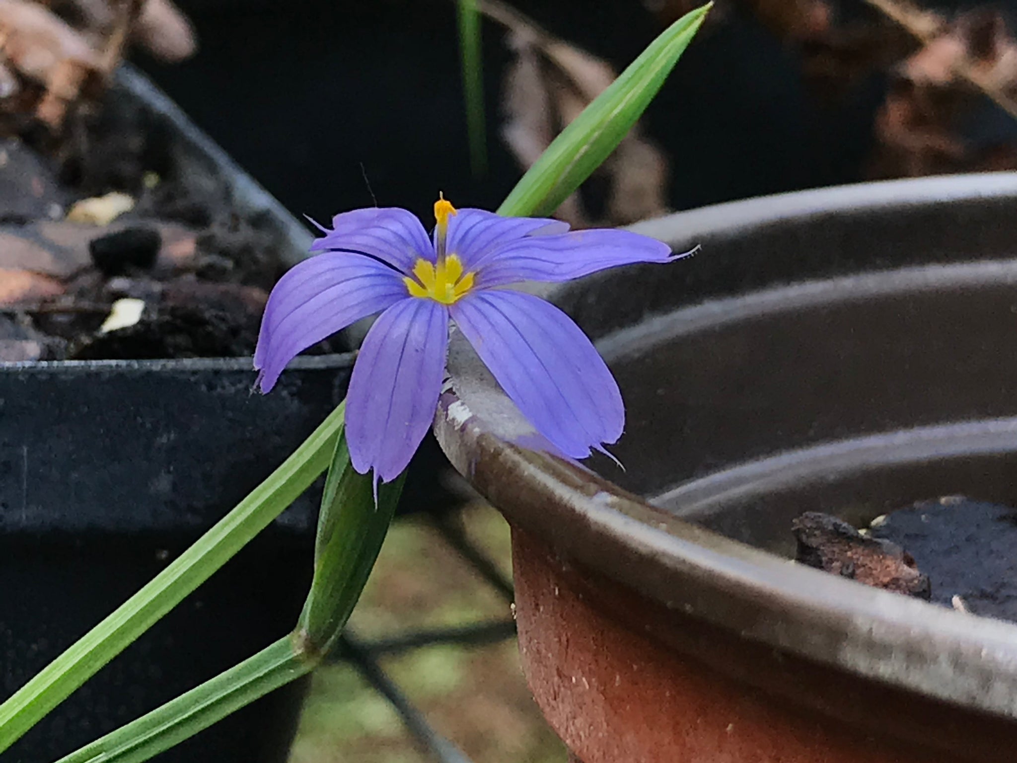 Blue Eyed Grass 4” Pot – Florida Native Wildflowers - Maple Street ...