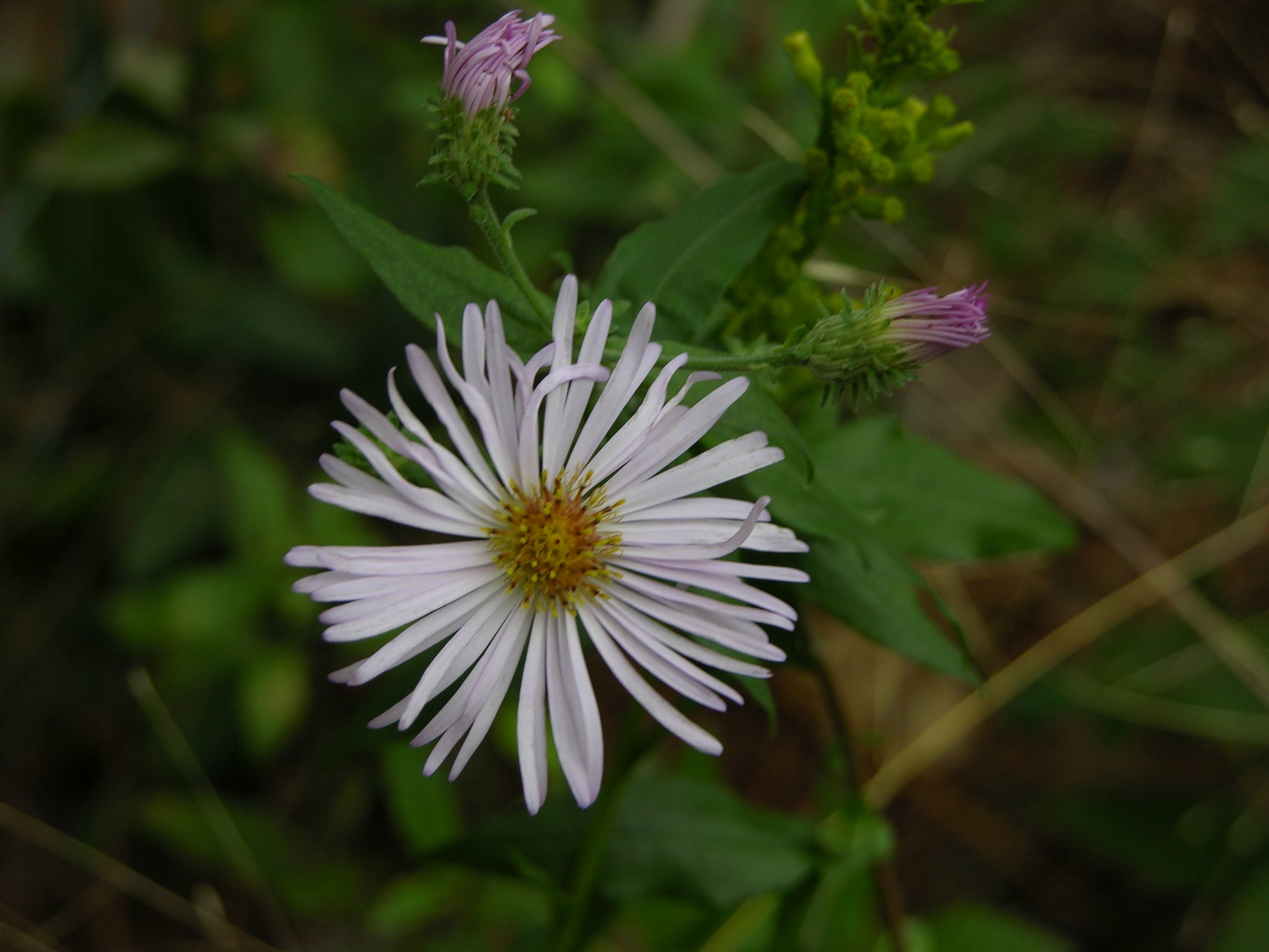 Climbing Aster 4” Pot – Florida Native Wildflowers - Maple Street ...