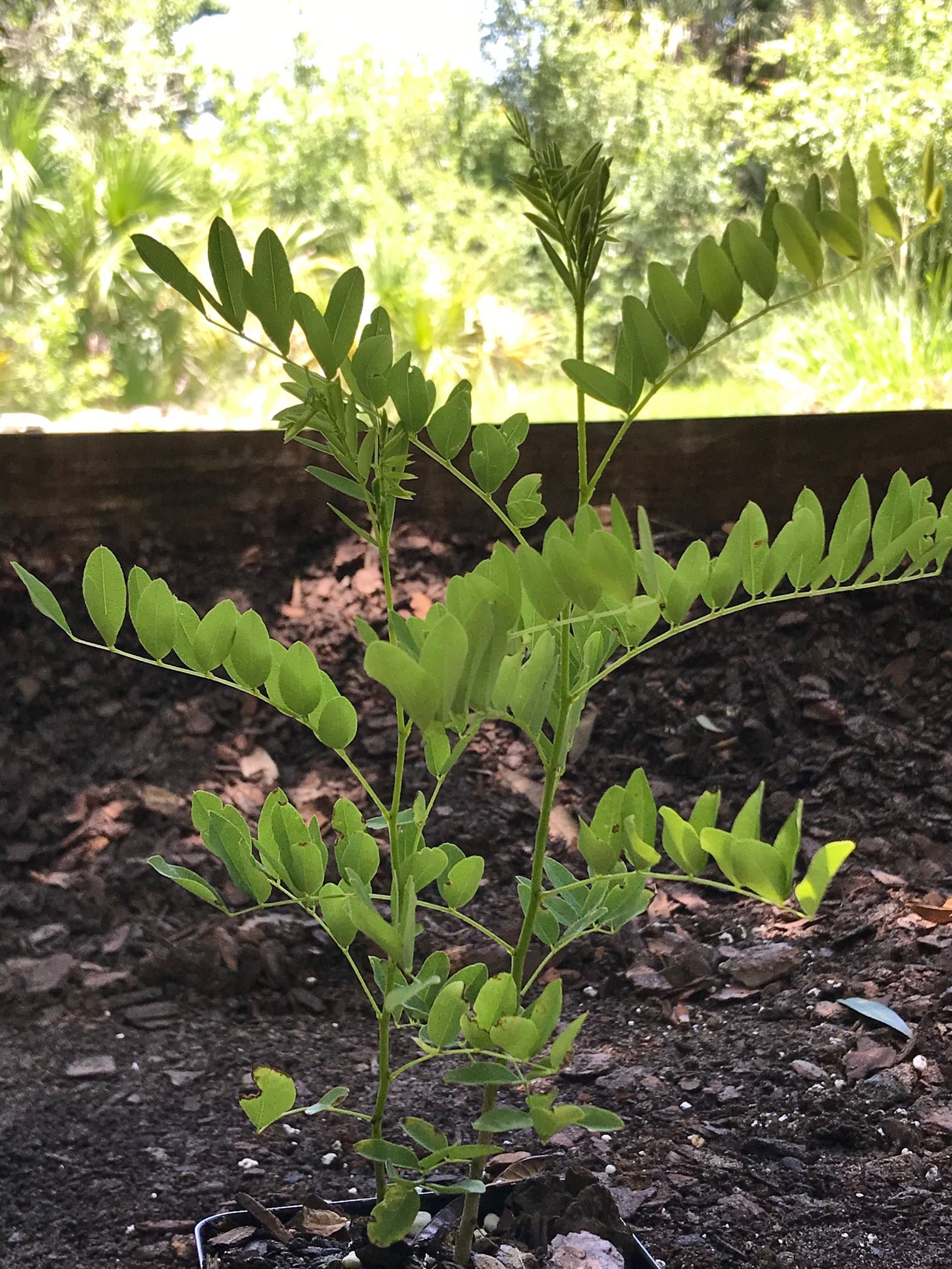 False Indigo 4" Pot – Florida Native Wildflowers - Maple Street Natives ...