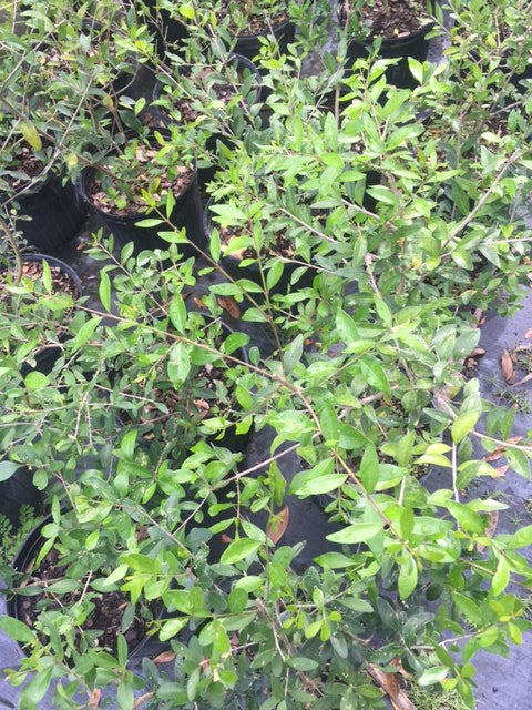 Florida Privet 4" Pot – Florida Native Wildflowers - Maple Street ...