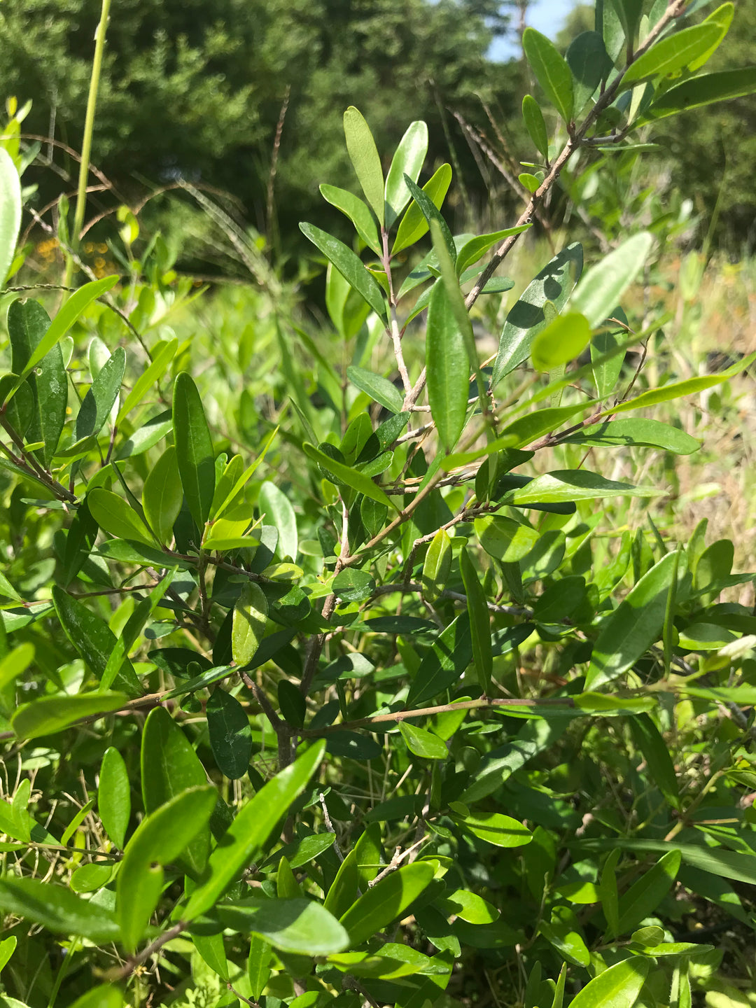 Florida Privet 4" Pot – Florida Native Wildflowers