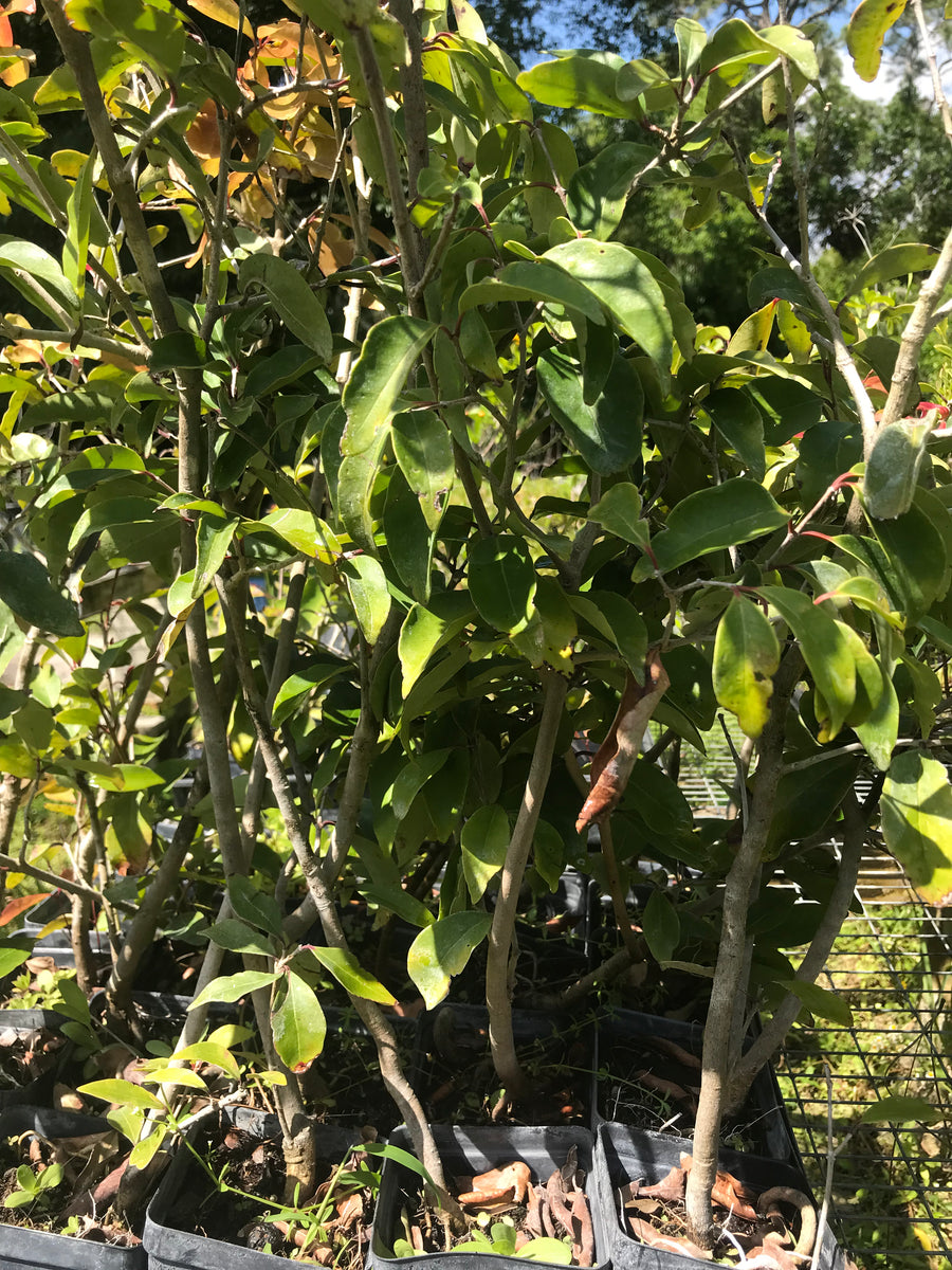 White Stopper 4" Pot – Florida Native Wildflowers - Maple Street ...