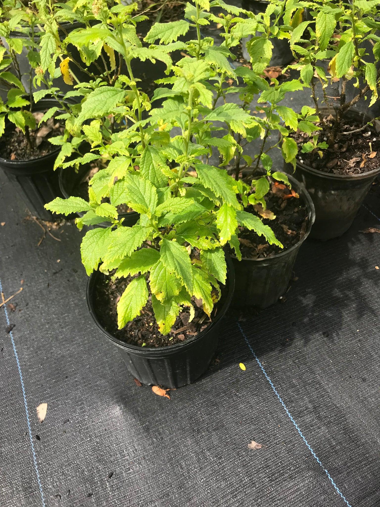 Bloodberry or Butterfly Sage - Cordia globosa – Florida Native ...