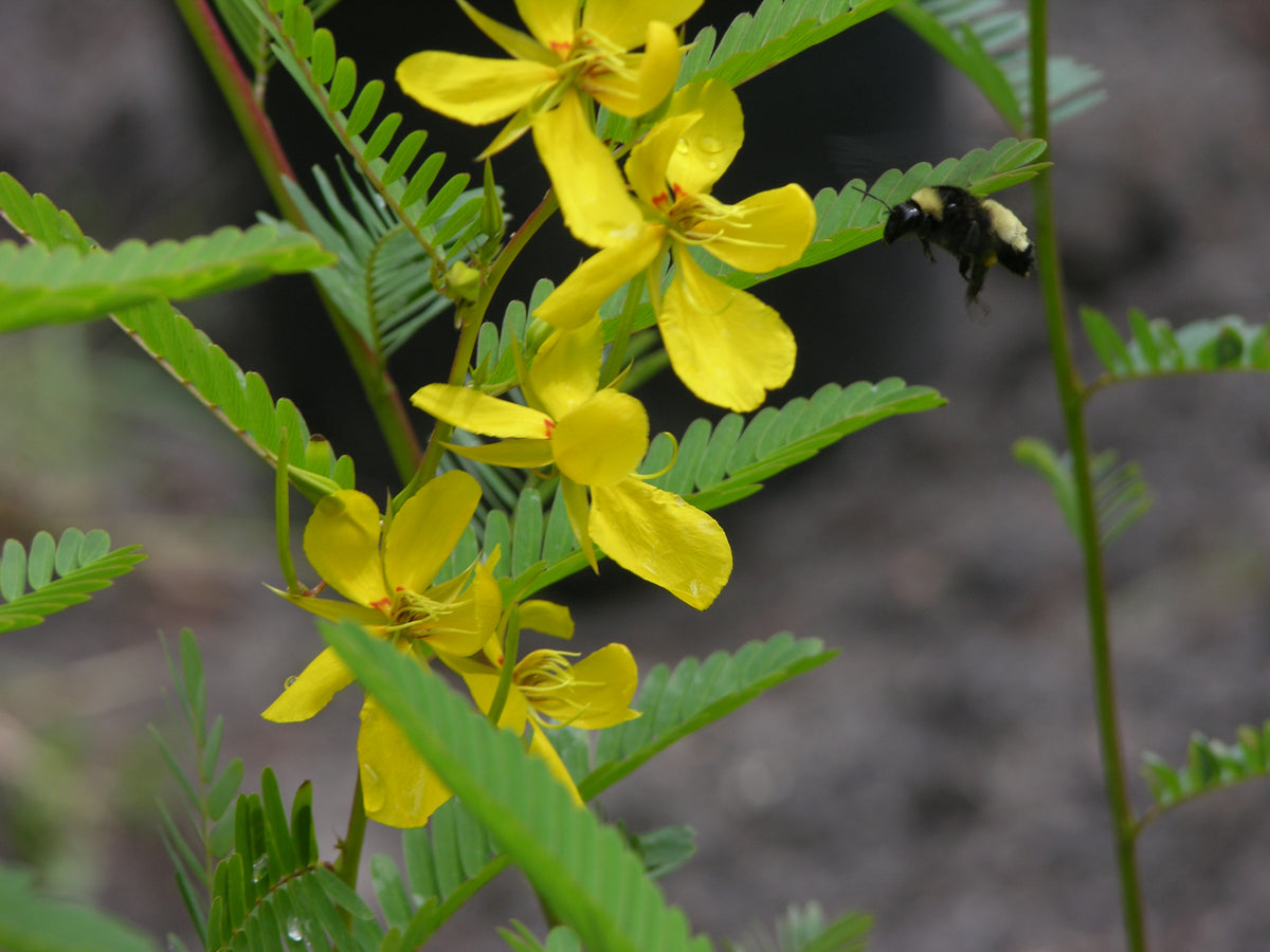 Partridge Pea Seed – Florida Native Wildflowers - Maple Street Natives ...