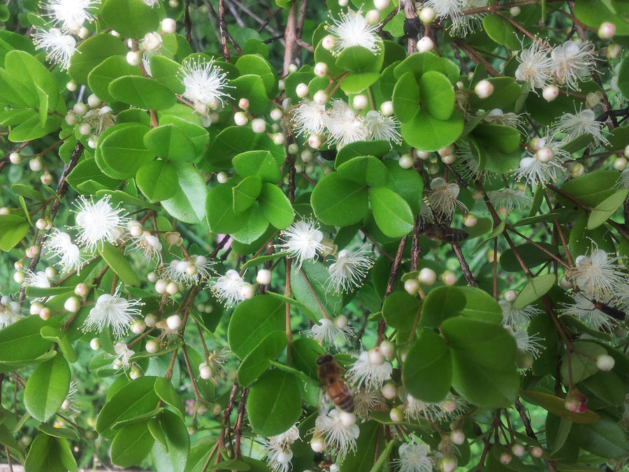 Simpson's Stopper 4” Pot – Florida Native Wildflowers - Maple Street ...