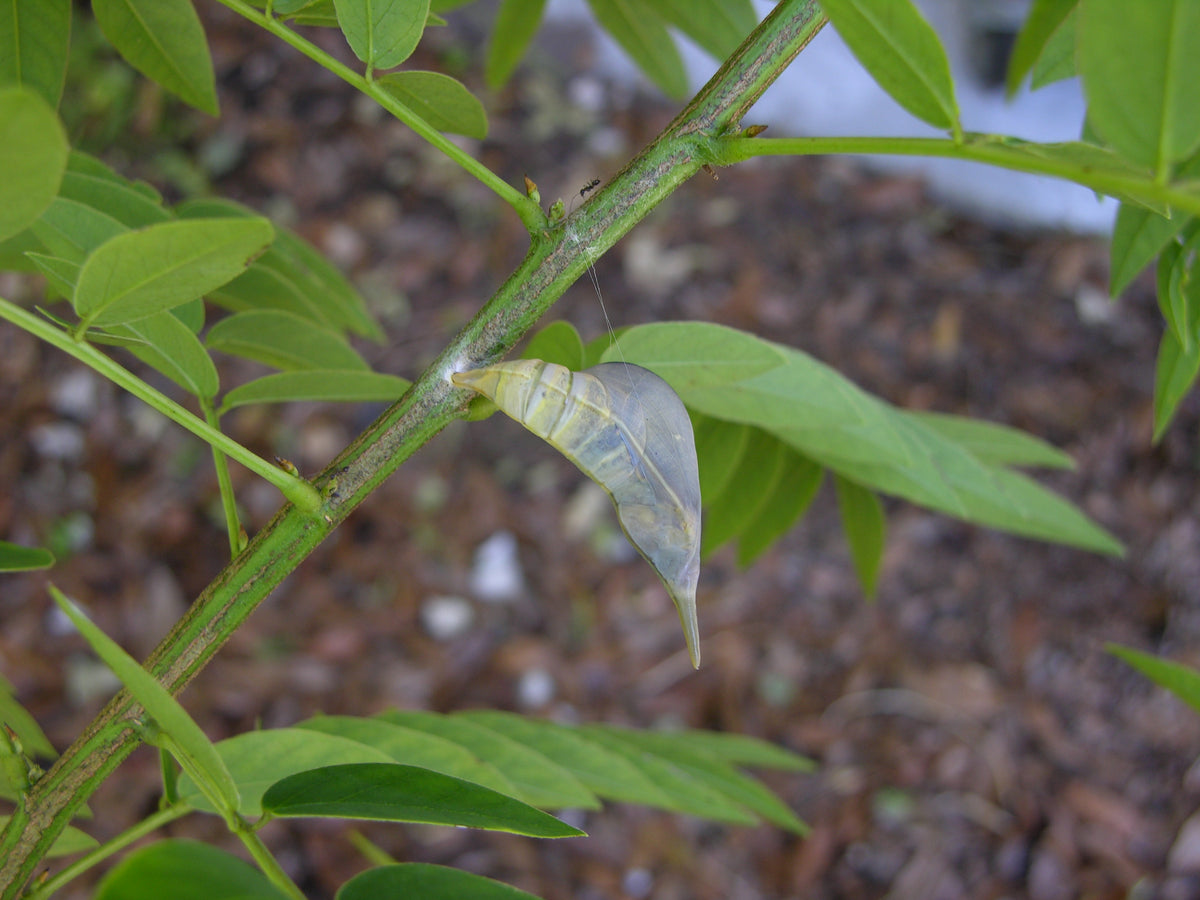 Cassia Privet (Senna) Seed – Florida Native Wildflowers - Maple Street ...
