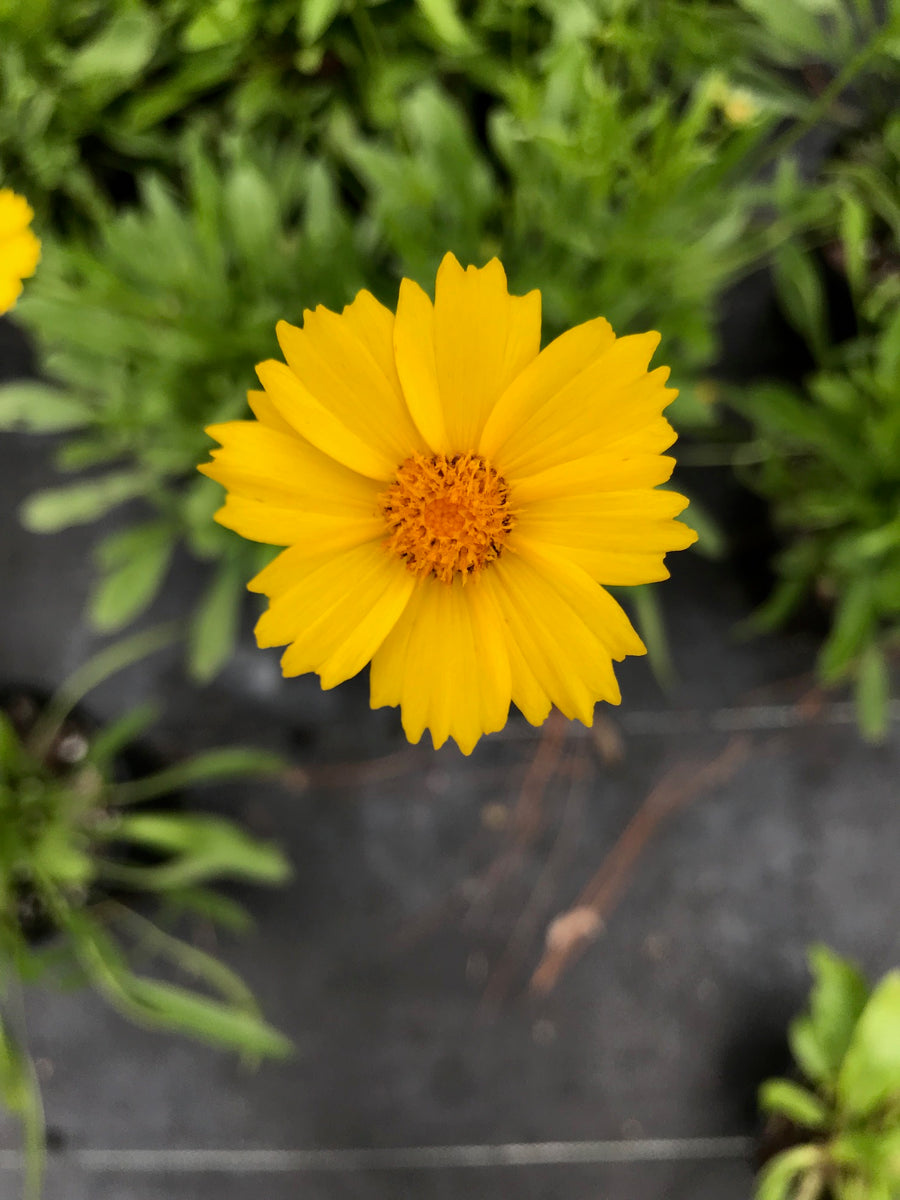 Lance Leafed Coreopsis 4” Pot – Florida Native Wildflowers - Maple ...