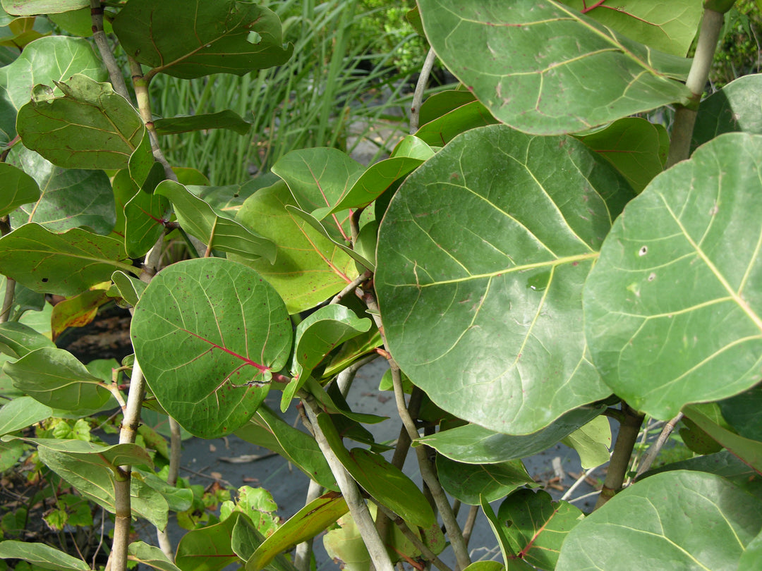 Sea Grape 4" Pot or Treecones – Florida Native Wildflowers - Maple ...