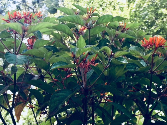 Firebush 4” Pot – Florida Native Wildflowers - Maple Street Natives, Inc.