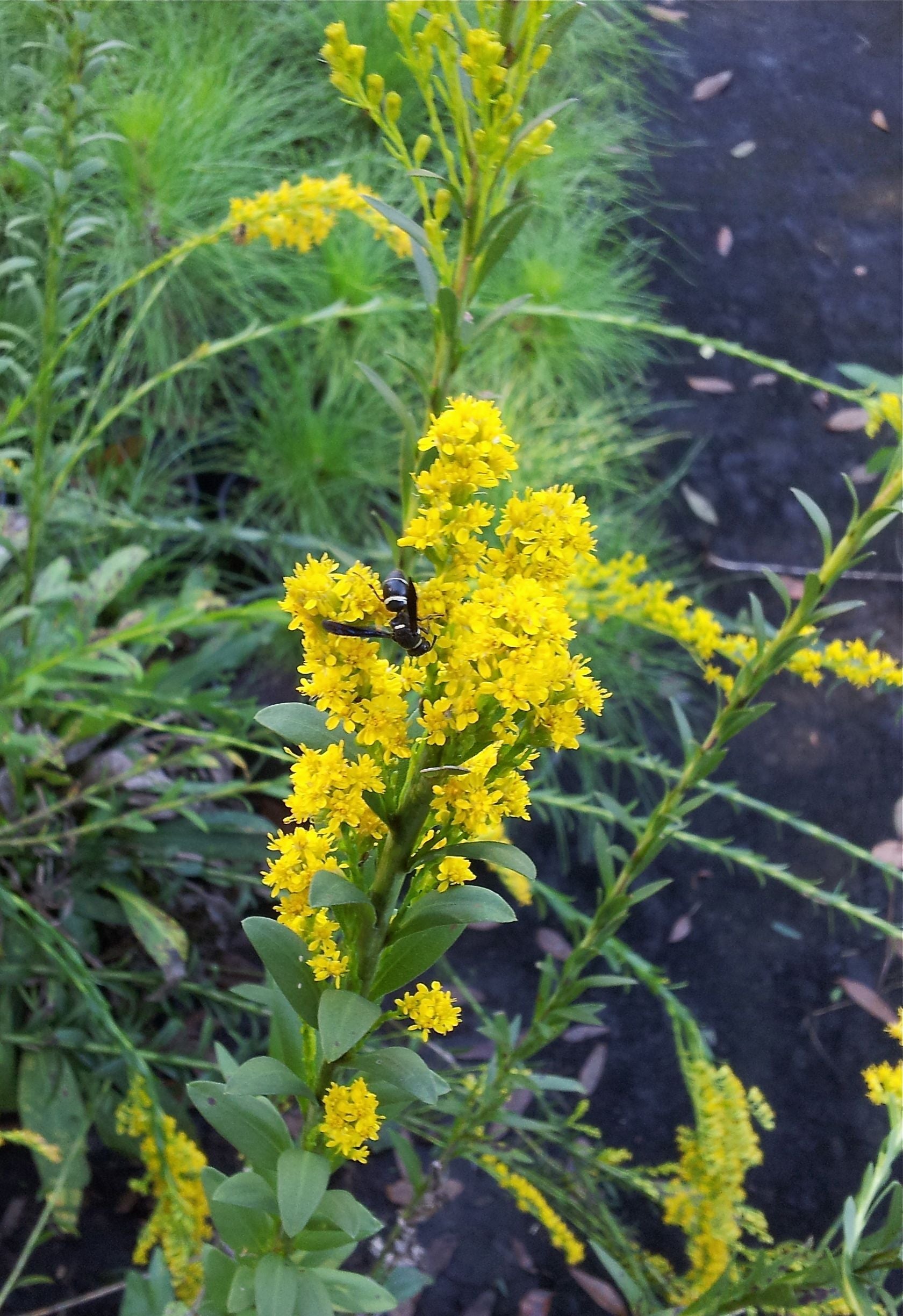 Seaside Goldenrod Seed – Florida Native Wildflowers - Maple Street ...