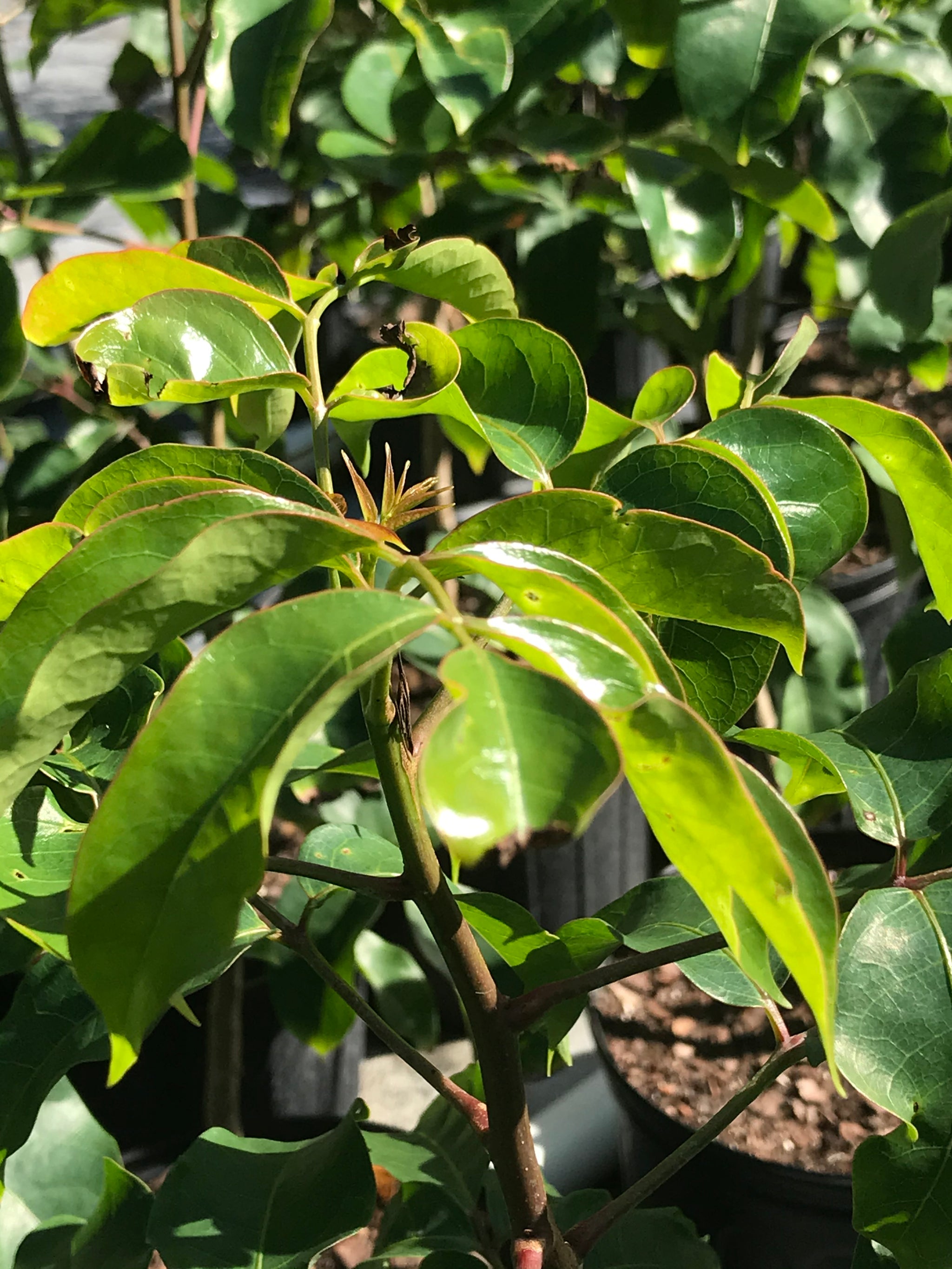 Gumbo Limbo Tree Cone – Florida Native Wildflowers - Maple Street ...
