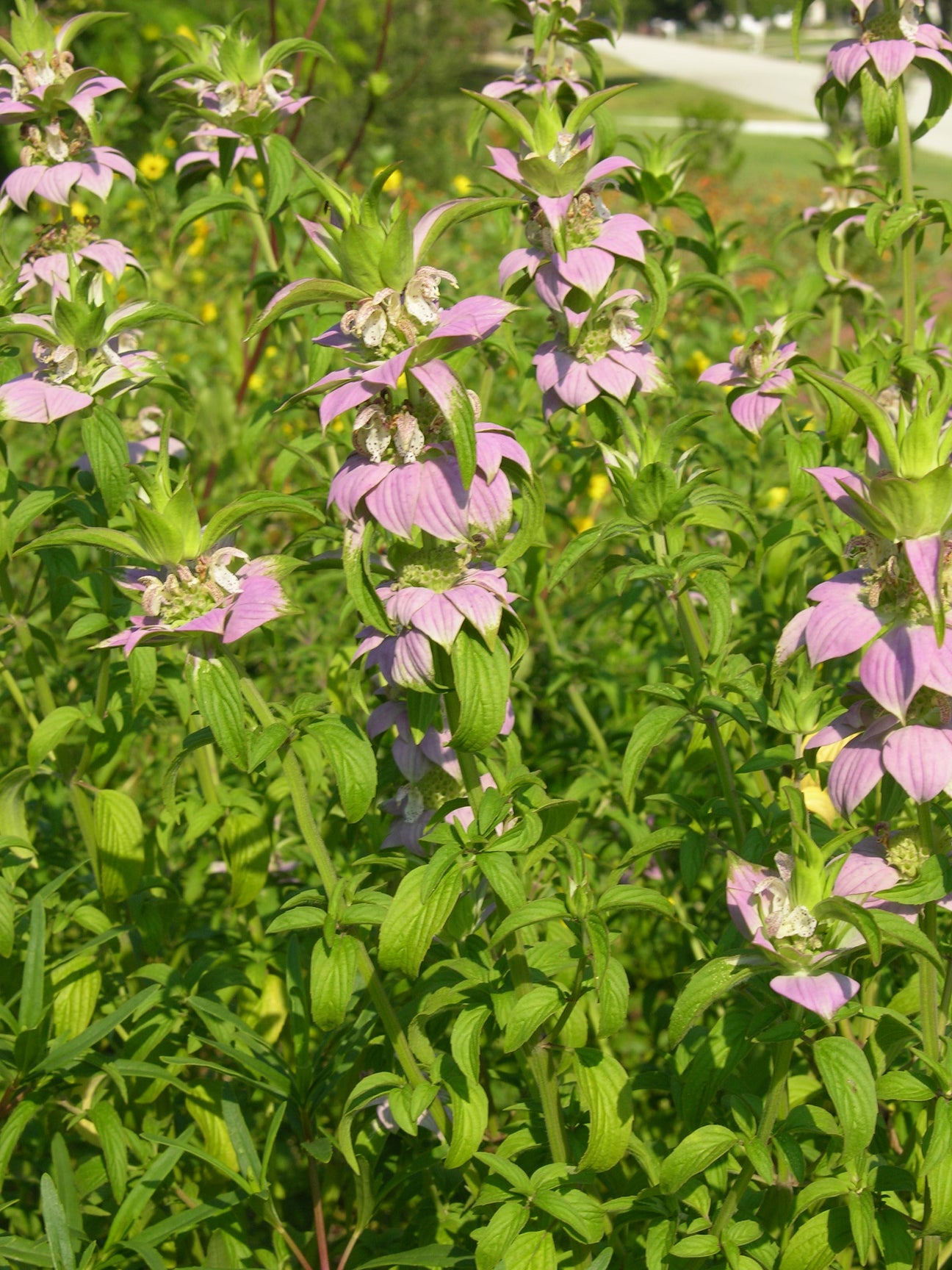 Dotted Horsemint Seed – Florida Native Wildflowers - Maple Street ...