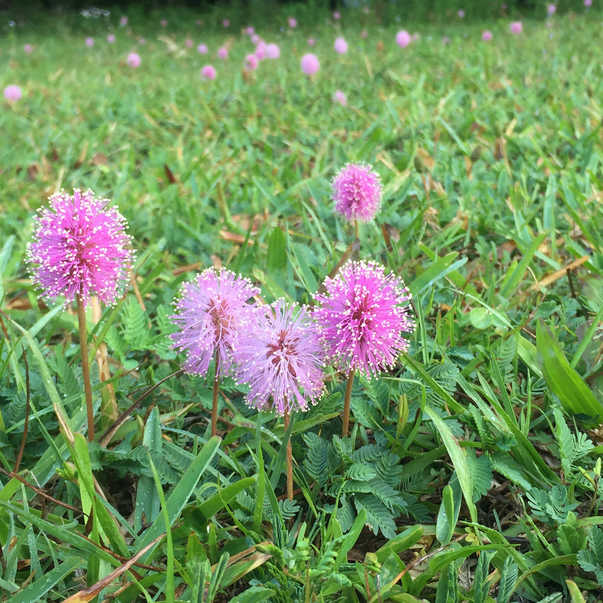 Sunshine mimosa 4” Pot – Florida Native Wildflowers - Maple Street ...