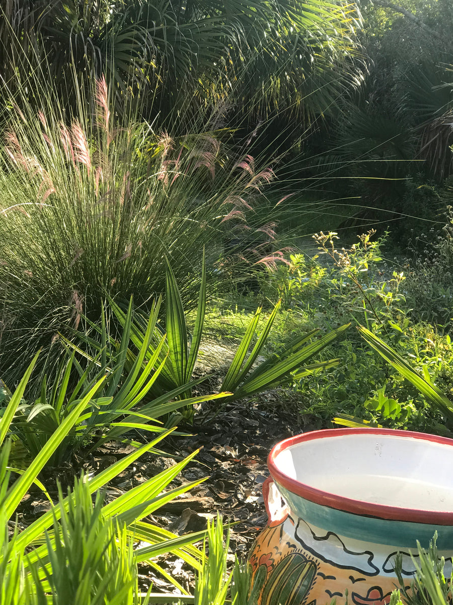 Muhly Grass - Muhlenbergia capillaris Seed – Florida Native Wildflowers ...