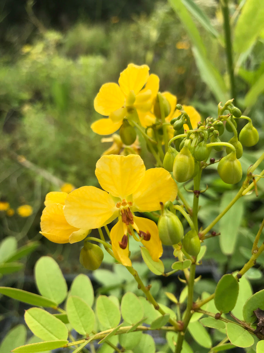 Bahama Cassia 4" Pot – Florida Native Wildflowers