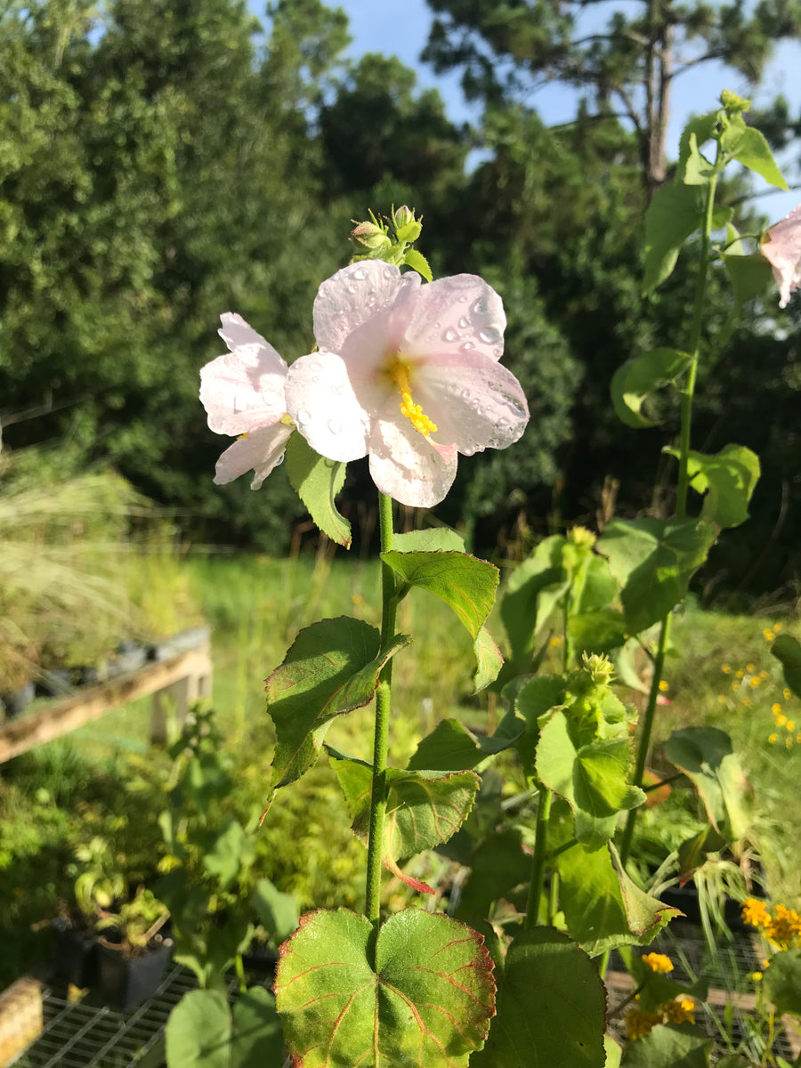 Saltmarsh Mallow 4”Pot – Florida Native Wildflowers - Maple Street ...
