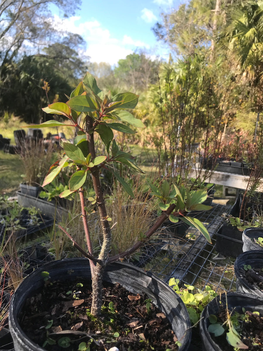 Firebush 4” Pot – Florida Native Wildflowers - Maple Street Natives, Inc.