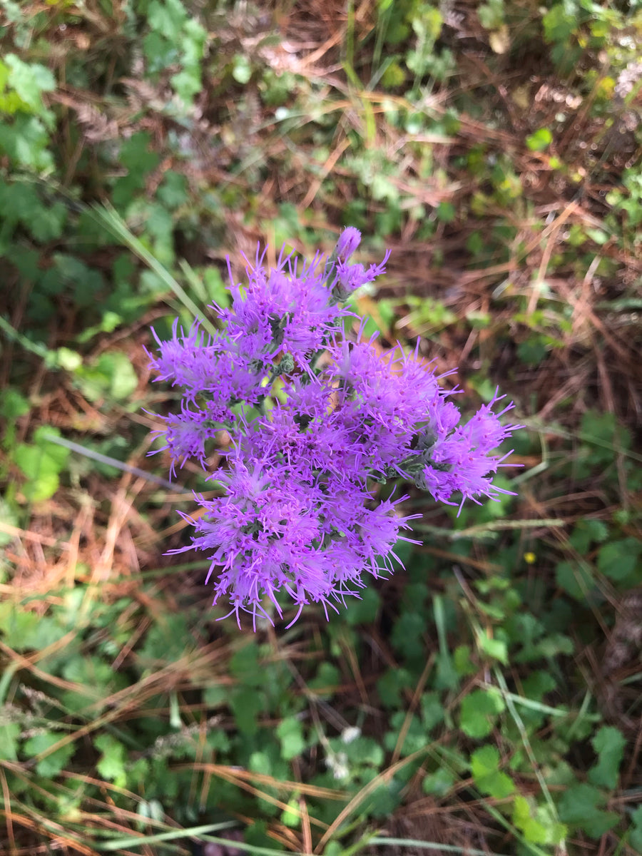 Florida Paintbrush Seed – Florida Native Wildflowers - Maple Street ...