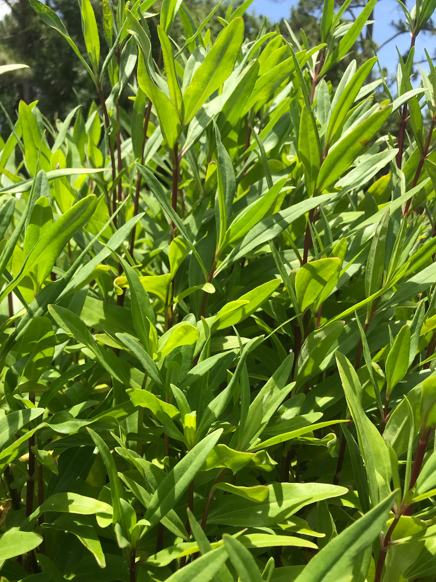 Yellowtop 4” Pot – Florida Native Wildflowers - Maple Street Natives, Inc.