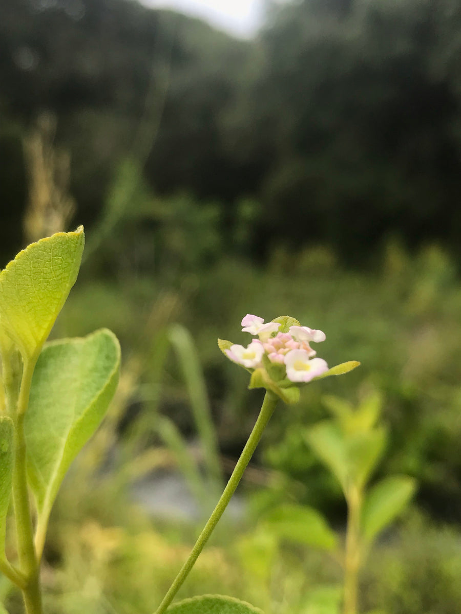 Button Sage Lantana 4” Pot – Florida Native Wildflowers - Maple Street ...