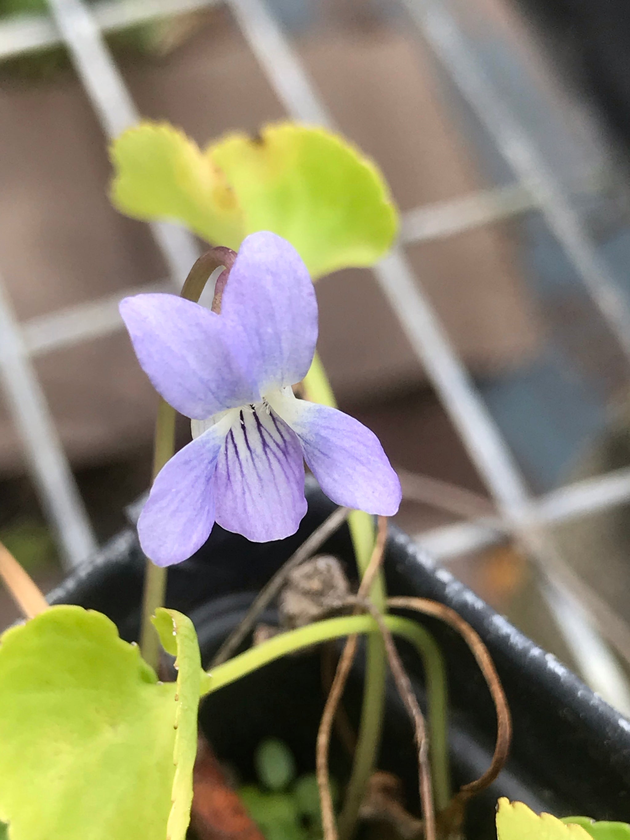 Florida Violet - 4” Pot – Florida Native Wildflowers - Maple Street ...