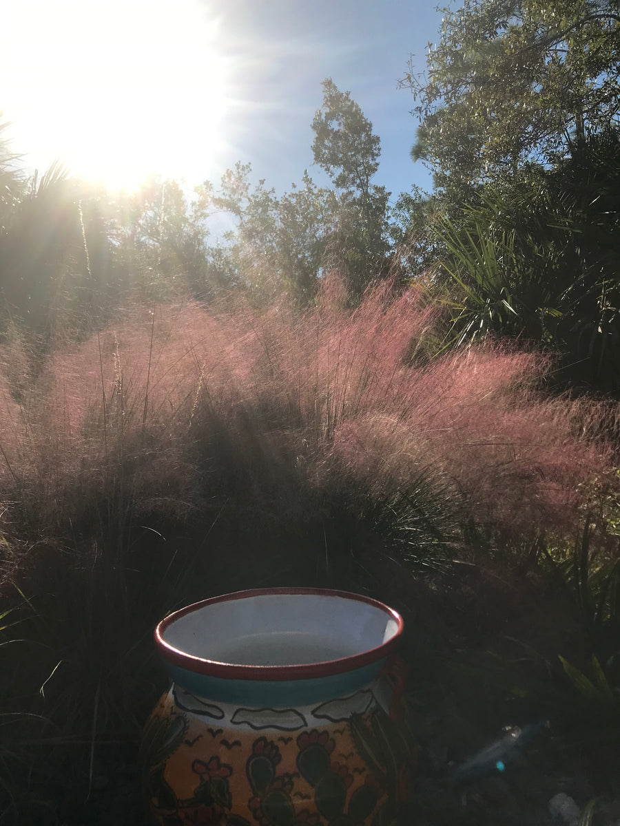 Muhly Grass - Muhlenbergia capillaris Seed – Florida Native Wildflowers ...