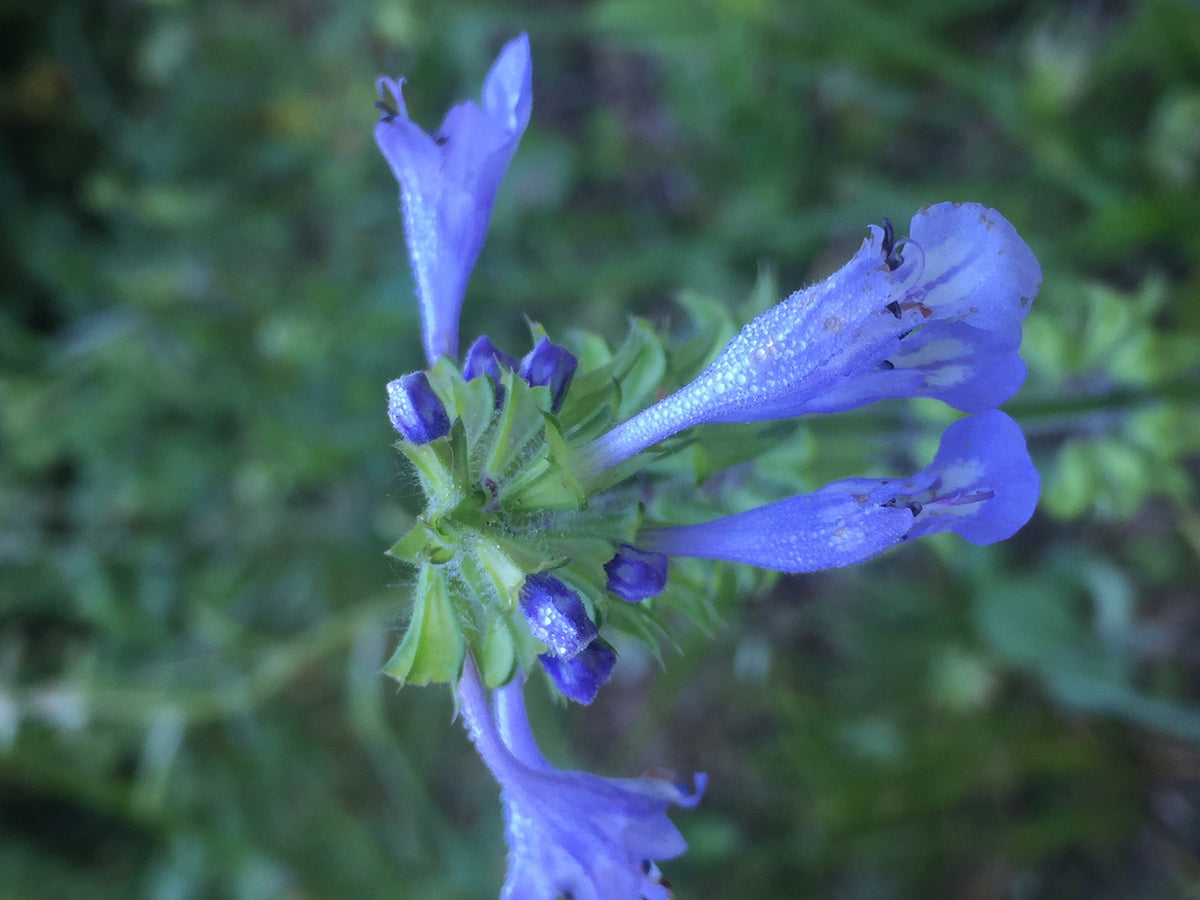 Lyre Leafed Sage 4” Pot – Florida Native Wildflowers - Maple Street ...
