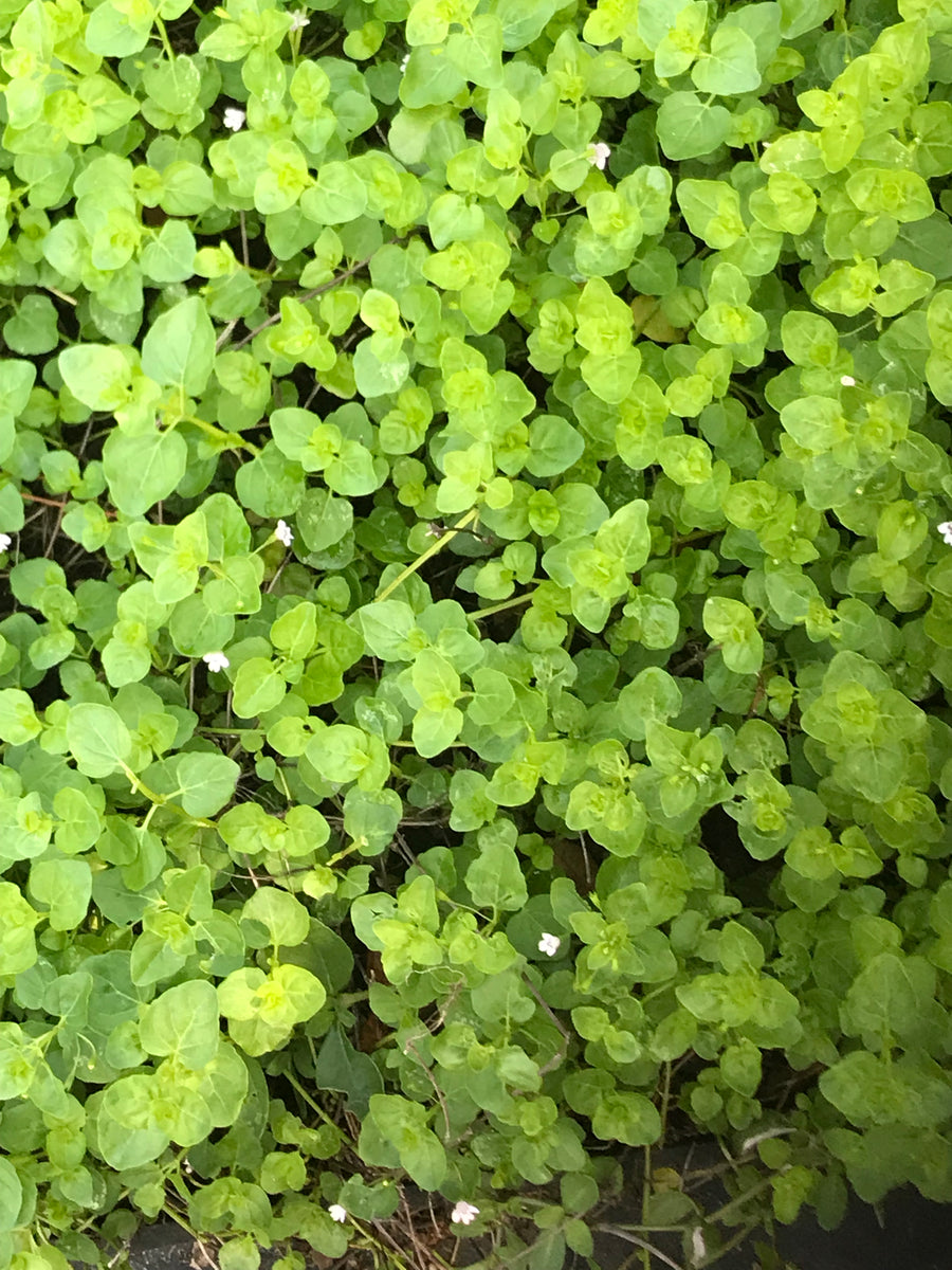 Browne's Savory Mint cuttings – Florida Native Wildflowers - Maple ...