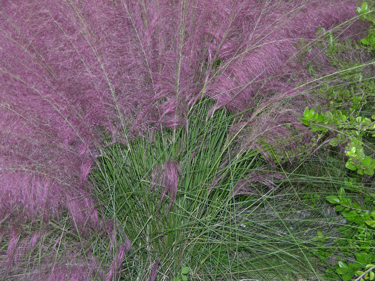 Muhly Grass - Muhlenbergia capillaris Seed – Florida Native Wildflowers ...